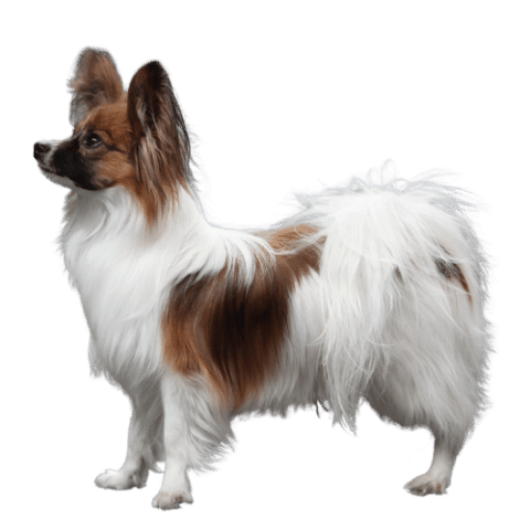 Lenyűgöző titok a Papillon neveléséről