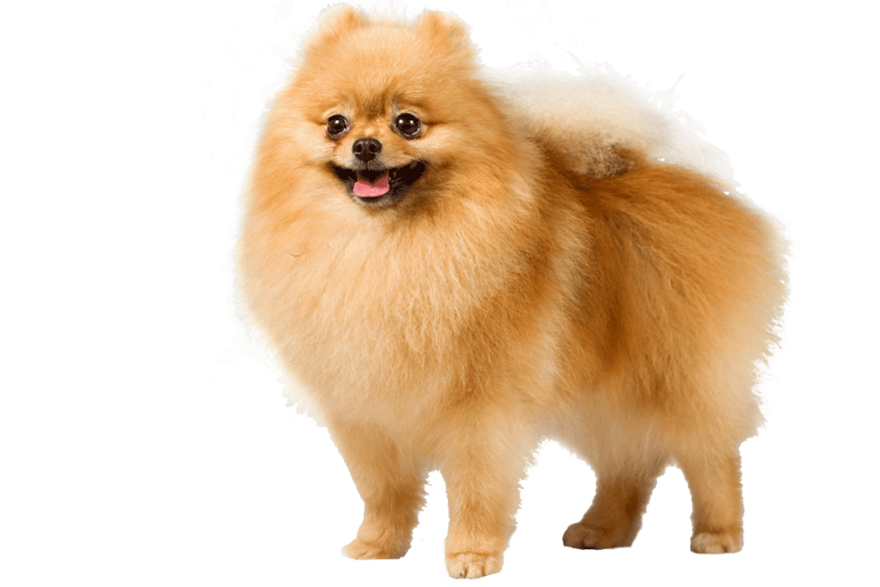 Lenyűgöző titok a Pomerániai neveléséről