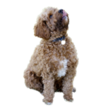 Lenyűgöző titok a Maltipoo neveléséről