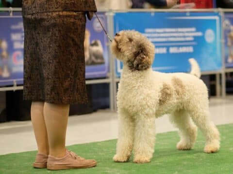 Lenyűgöző titok a Lagotto neveléséről