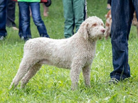 Lenyűgöző titok a Lagotto neveléséről